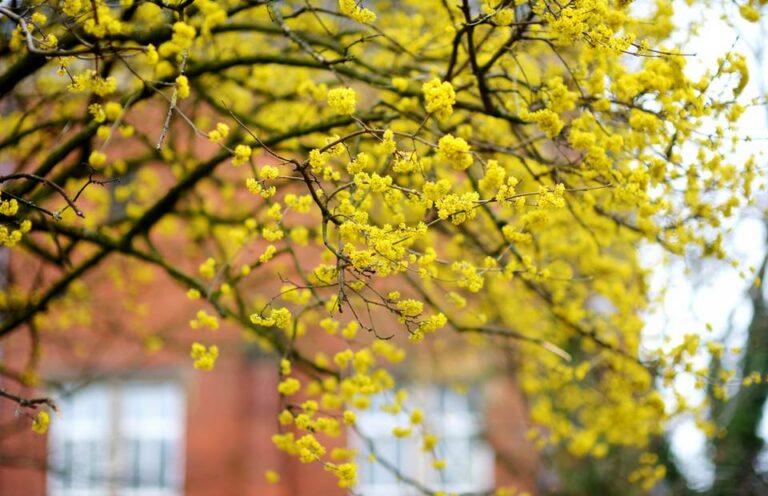 Vypěstujte si doma keř, který kvete už v únoru. Jeho plody jsou ...