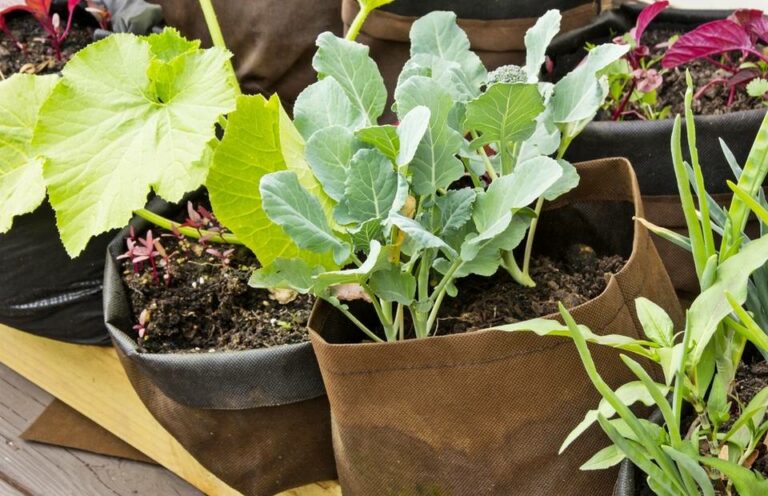 Naučte se pěstovat v pytli. Zelenina vyroste i na balkoně a sklízet ...