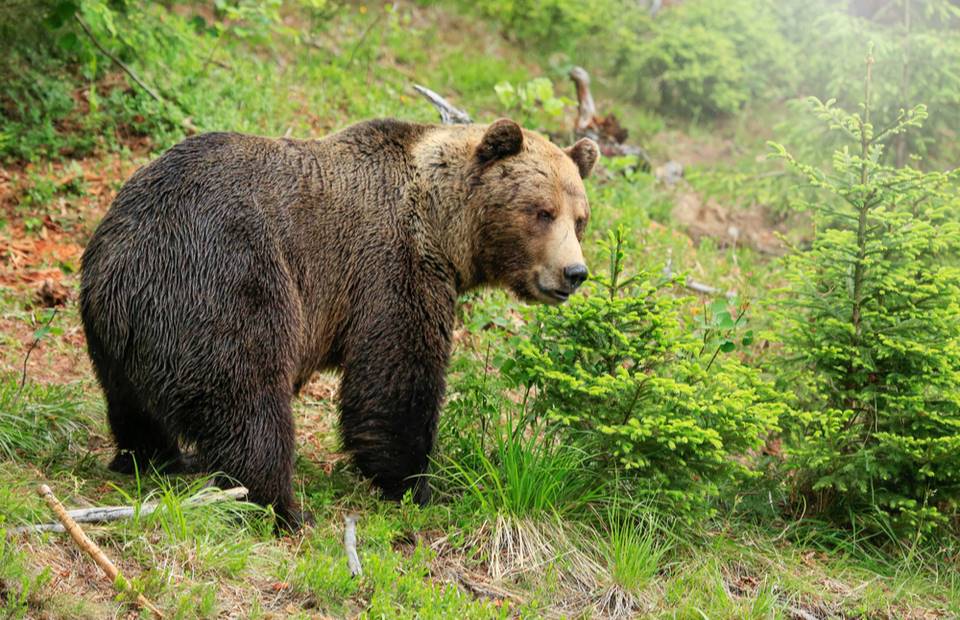 Útoků medvědů přibývá. Expert poradil neznámý fígl, který vám zachrání ...