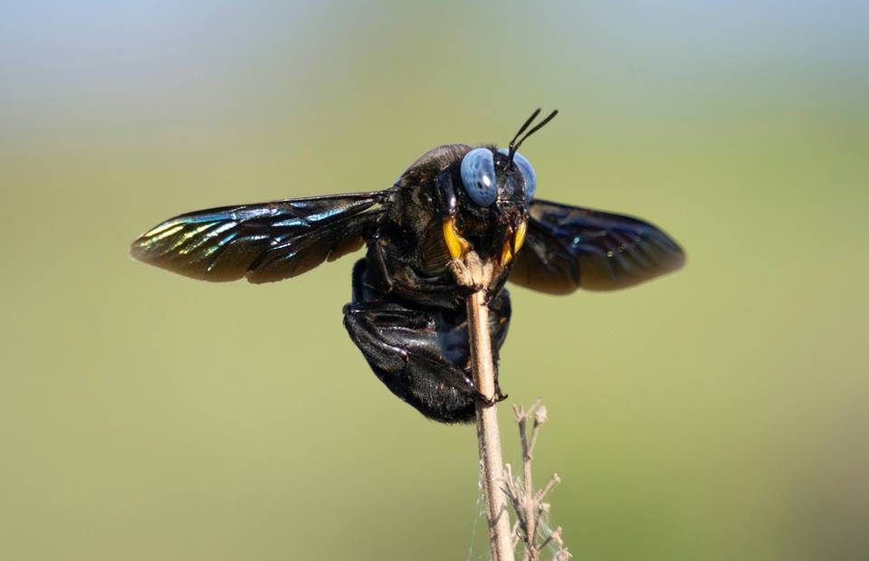 vcela drvodelka - AAzdraví.cz