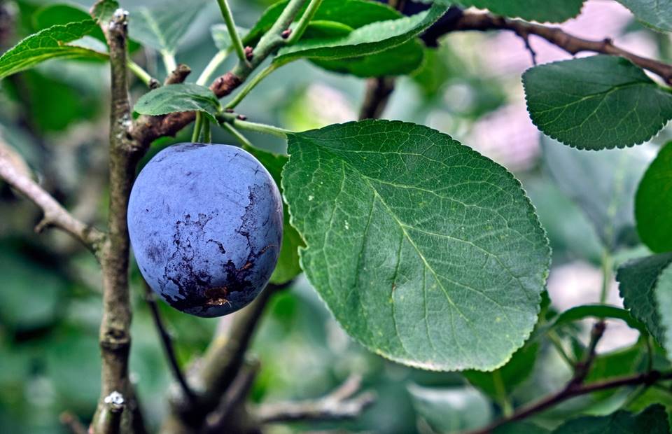 svestka plod strom - AAzdraví.cz
