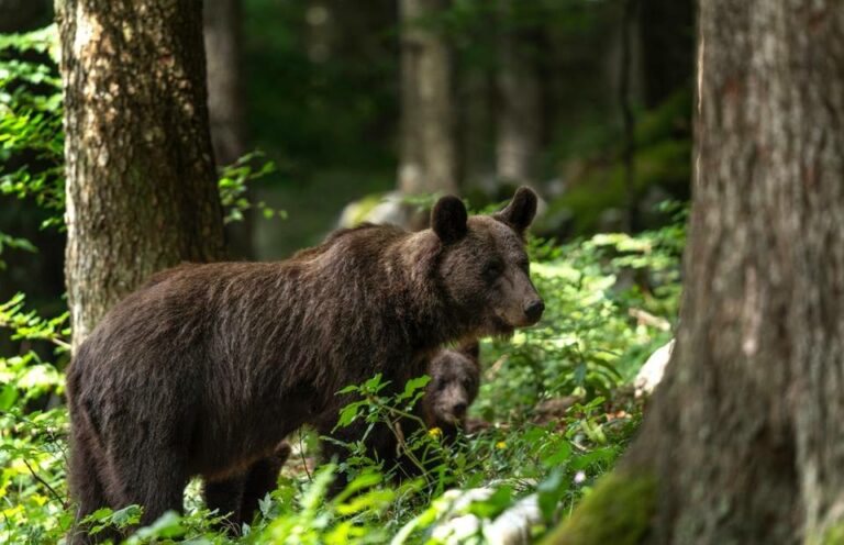 Medvěd na Slovensku zaútočil na muže. Ten vše točil. Ukázalo se, jak ...