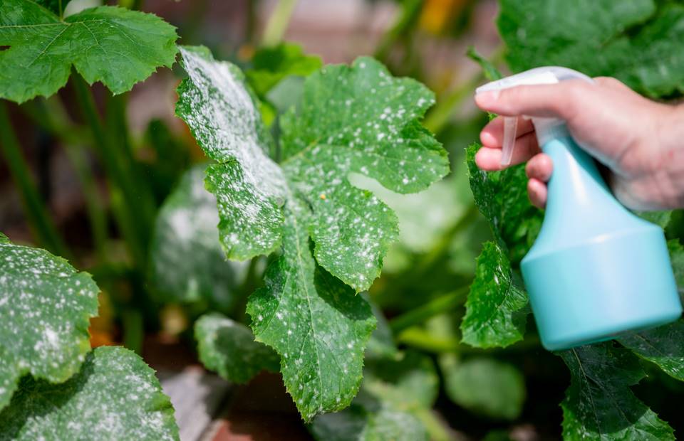 Padlí je postrachem zahrádkářů. Vyrobte si roztok, který vás před ním ...
