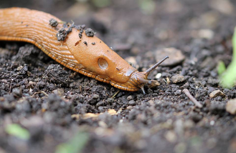 Zlikvidujte slimáky jednou provždy. Klíčem je najít jejich skrýše, pak ...