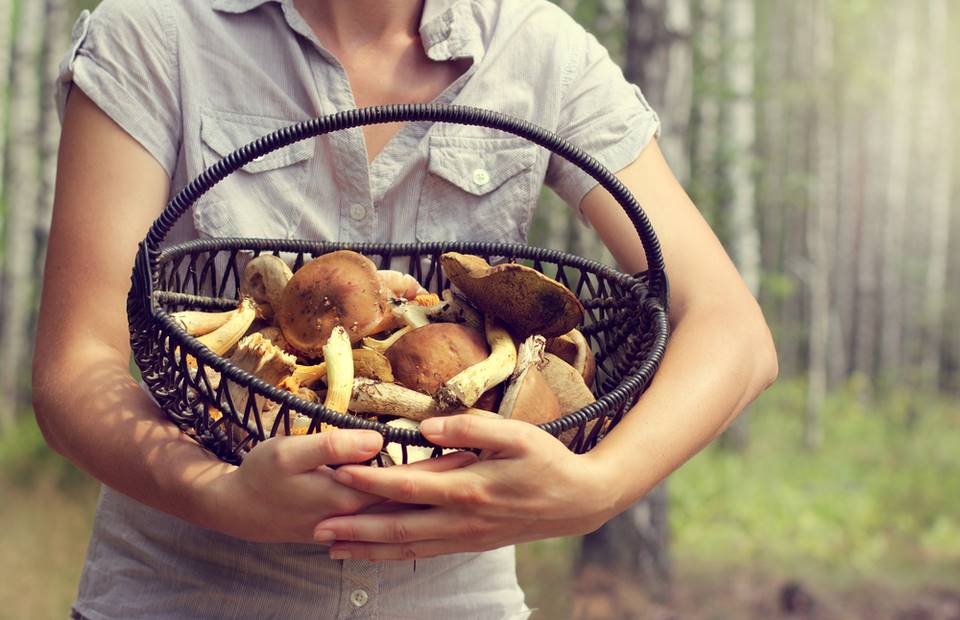 Jak stoprocentně najít místa, kde rostou houby. Zkušený houbař vyzradil ...