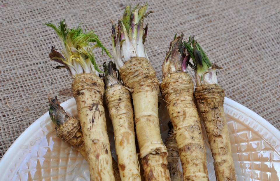 Křen většina Čechů vůbec neumí pěstovat. Buďte mezi prvními, kdo to ...