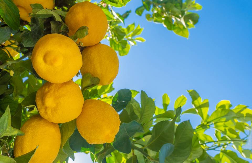 Čerstvé citrony už vám nikdy nedojdou. Moc se to neví, ale skvěle ...