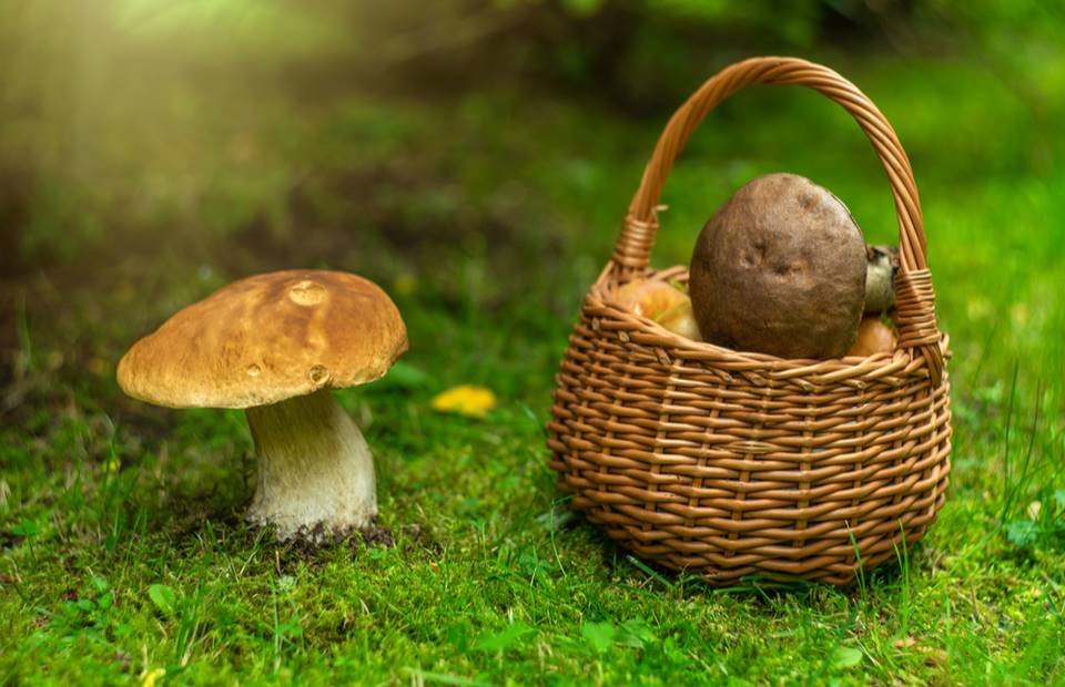 Nastal čas, abyste si na zahradě vysadili vlastní houby. Nejlépe rostou ...