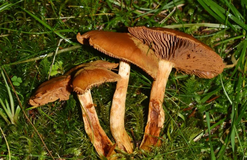 Češi jsou v šoku. Nejjedovatější houba v zemi byla dosud považována za ...