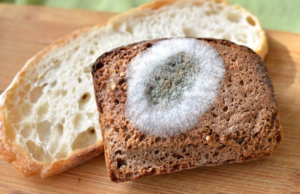 U kterých potravin můžete plíseň jednoduše odříznout. A kde už se to ...