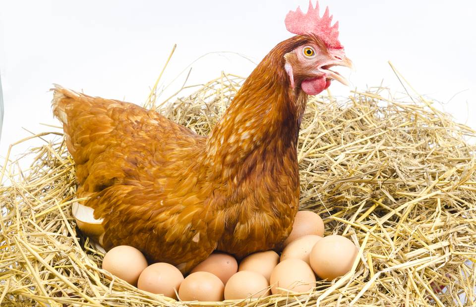 Slepice začne okamžitě snášet 2x tolik vajec. Starý lidový trik funguje ...