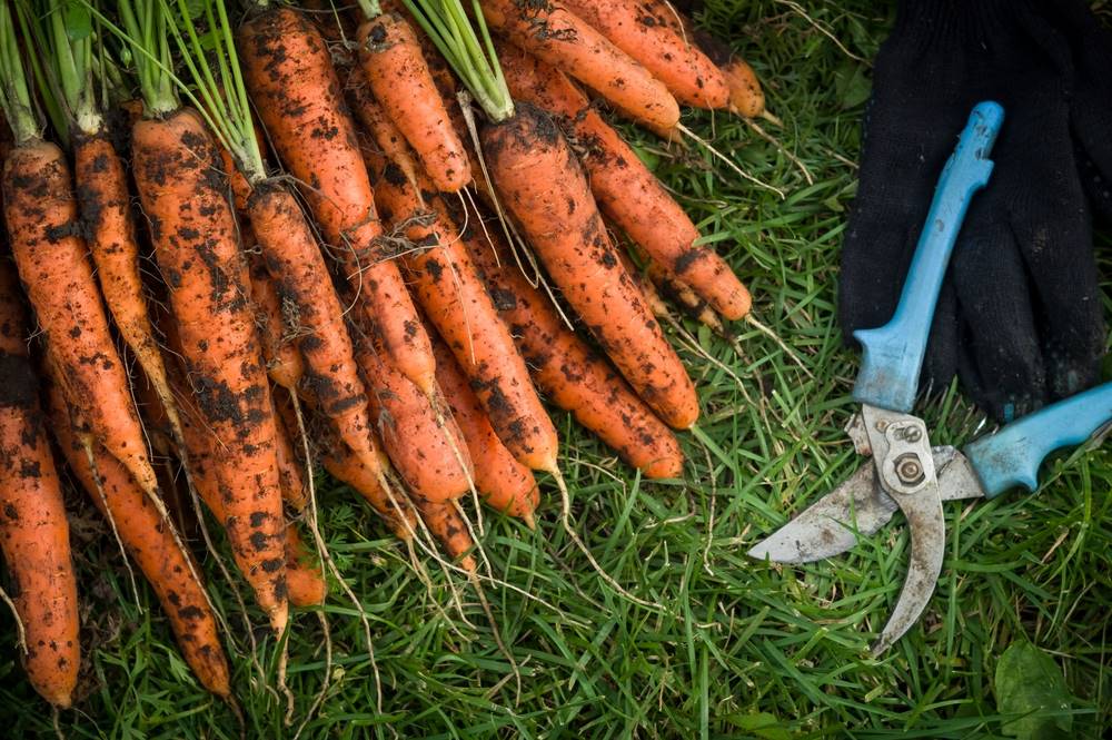 Mrkev poroste sama. Díky novému způsobu budete mít třikrát větší úrodu ...