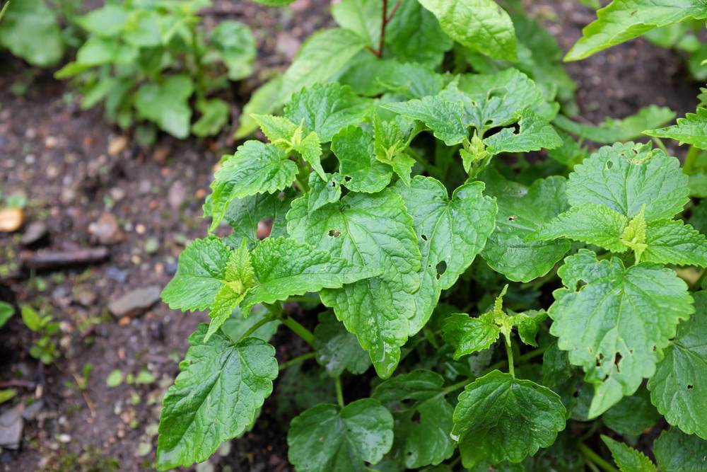 Babička mi ukázala kytku, která odežene všechny mouchy z domu - AAzdraví.cz